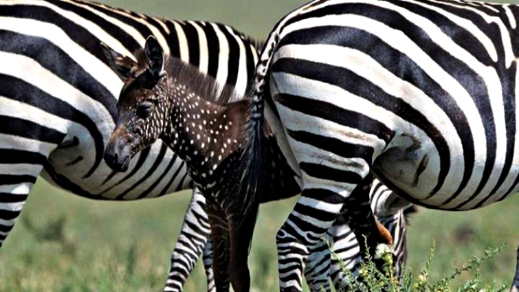 Remarkably Rare Zebra With Spotted Coat Captured By Wildlife ...