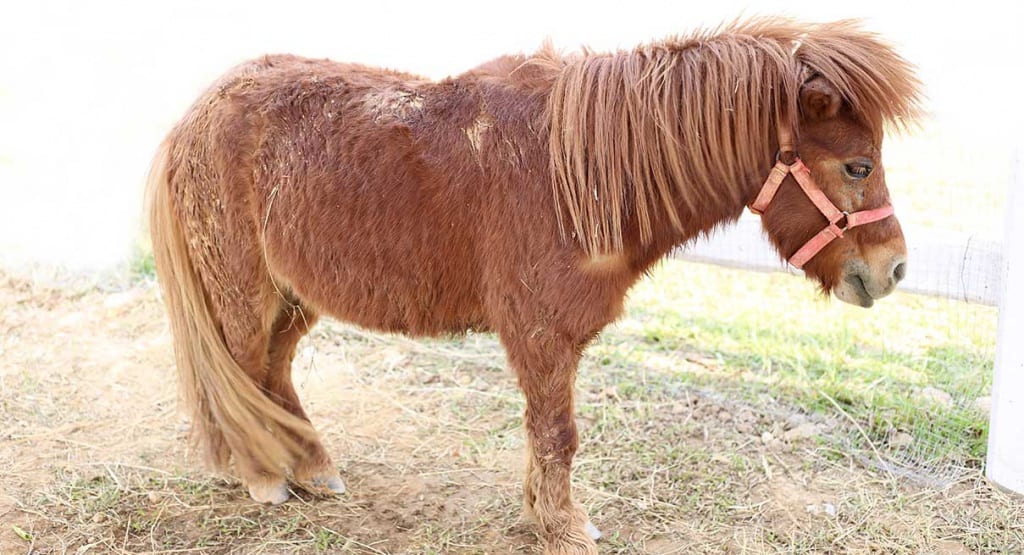 These Adorable Images Of Mini Horses Confirm Once Again That They’re ...