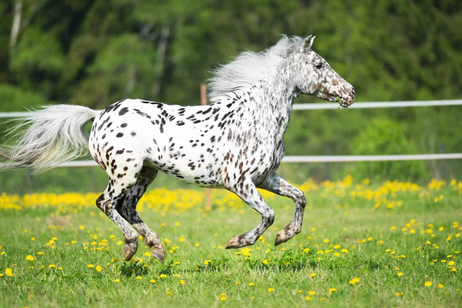 Stallion Horse