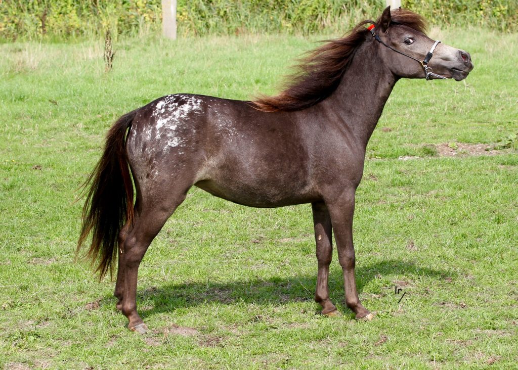 Falabella