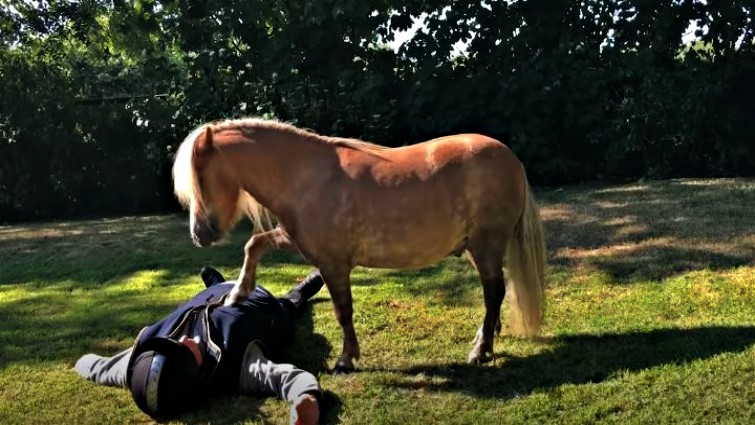These Amazing Ponies Are Trained To Perform CPR – Horse Spirit
