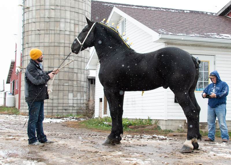 How Big Are Percheron Horses at Keith Turner blog